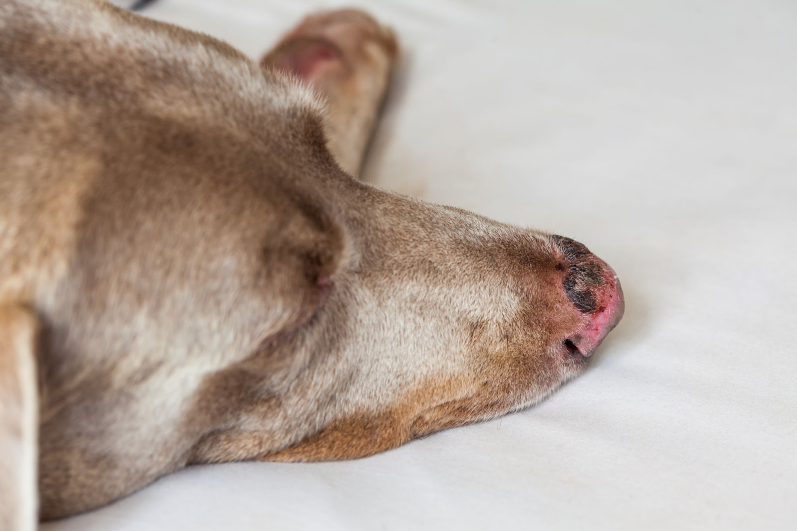 Crusty Dog Nose on One Side Causes and Home Remedies – Legend's Creek Farm