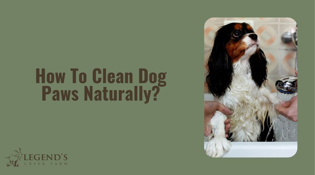 How To Clean Your Dog's Paws Naturally – Legend's Creek Farm