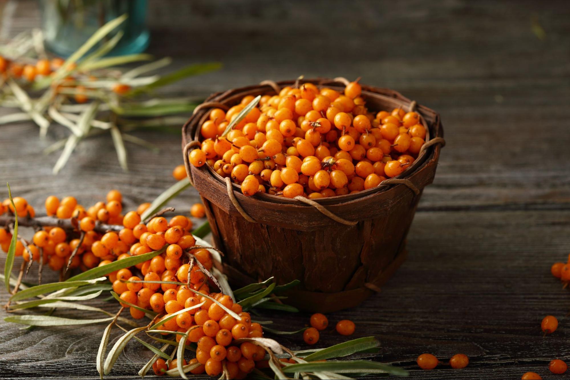 Sea Buckthorn for Joint Pain Relief Naturally – Legend's Creek Farm